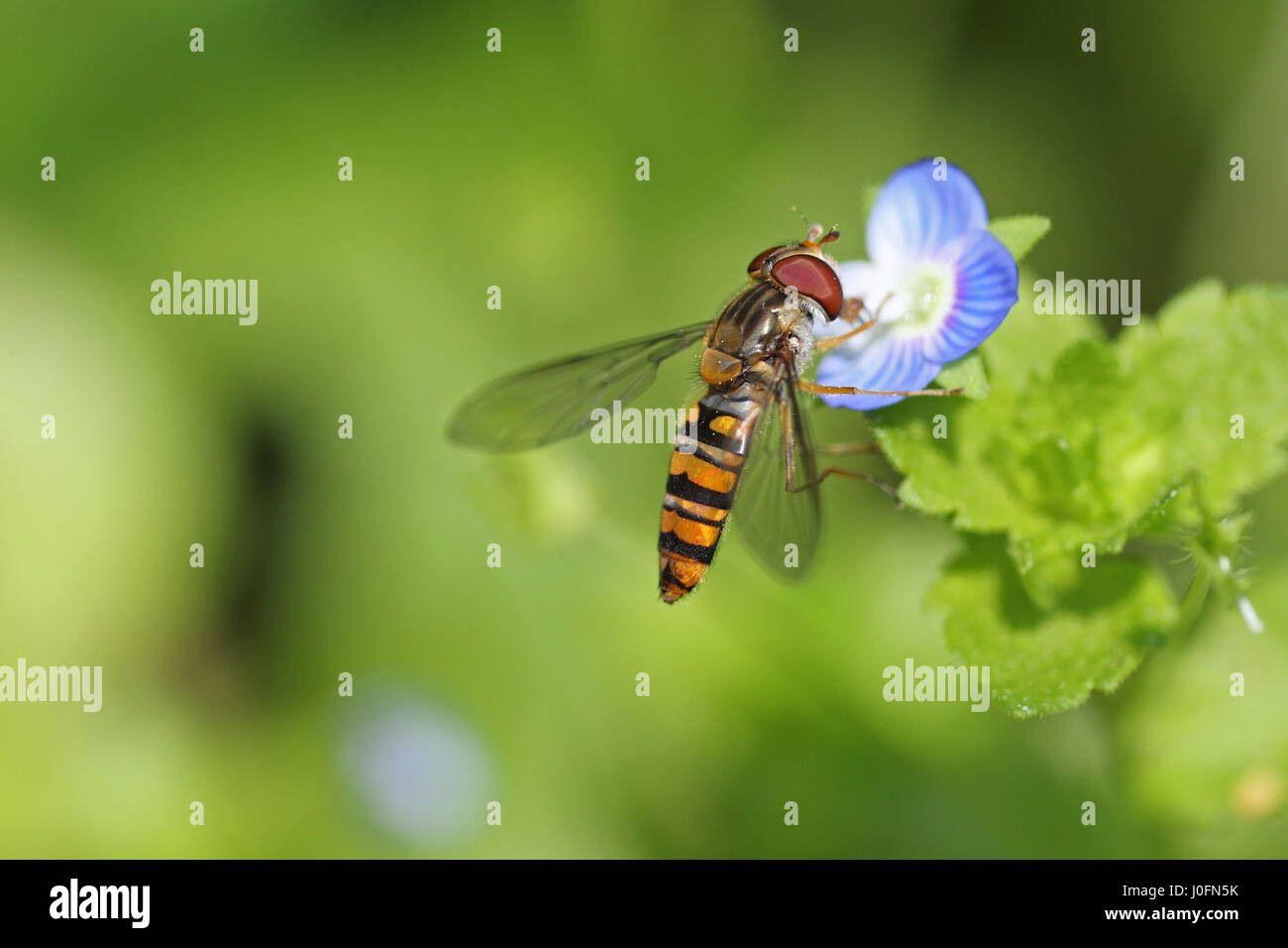 Colorful fly on a forget-me-not flower against a bright green ...