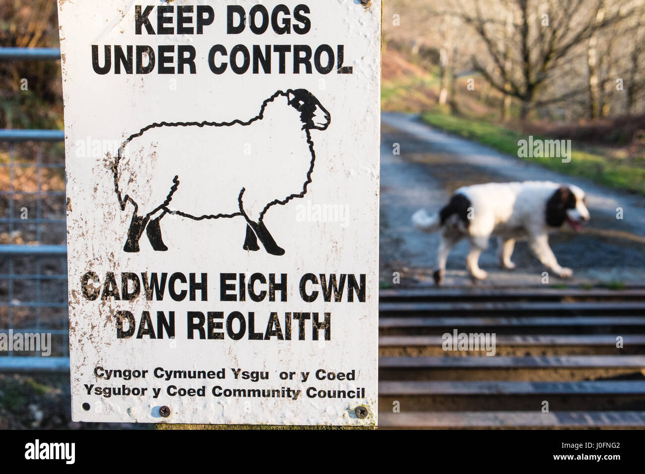 Keep Dogs Under Control Stock Photos & Keep Dogs Under Control Stock ...