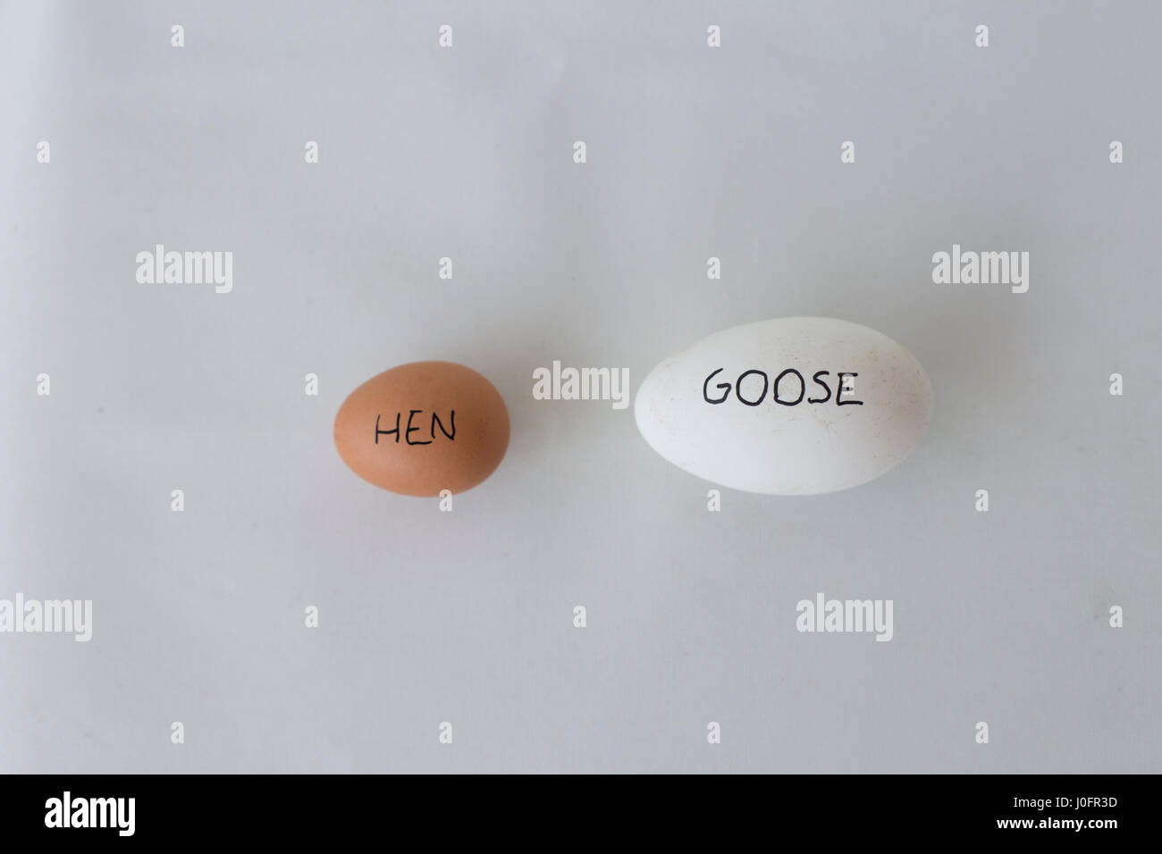 Size comparison eggs hi-res stock photography and images - Alamy