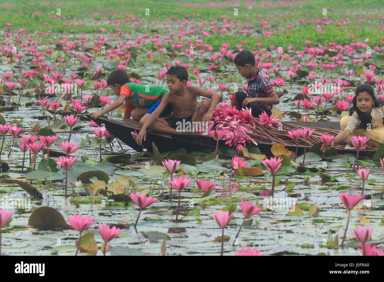 Rural children collect red water lily from the marsh using boat. Many ...