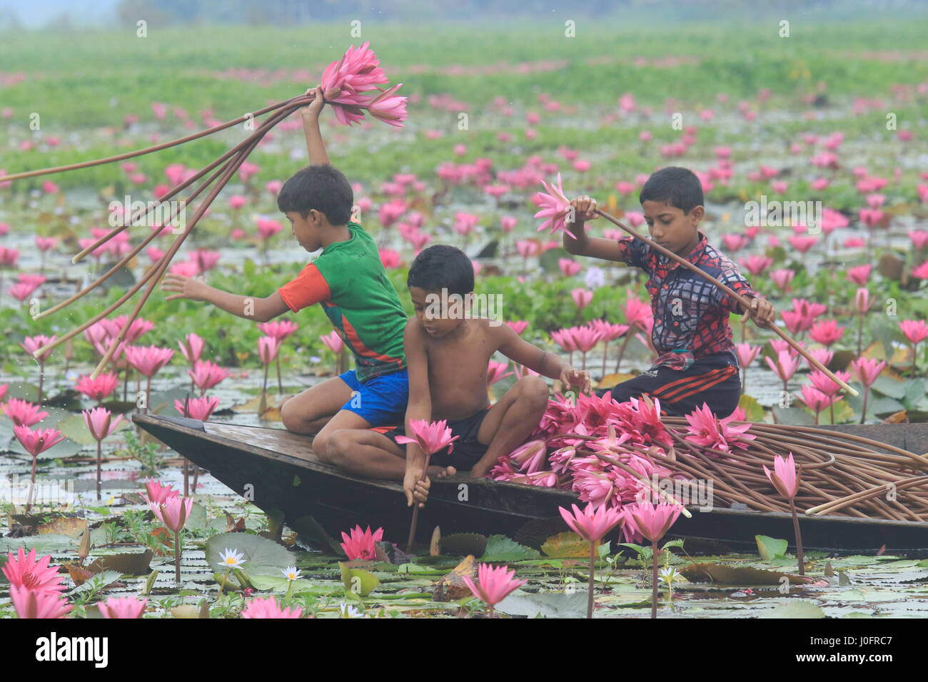 Rural children collect red water lily from the marsh using boat. Many ...