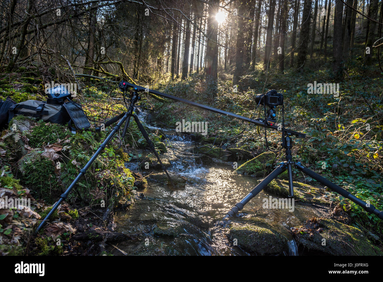 Time-lapse photography shoot in a pine forest Stock Photo - Alamy