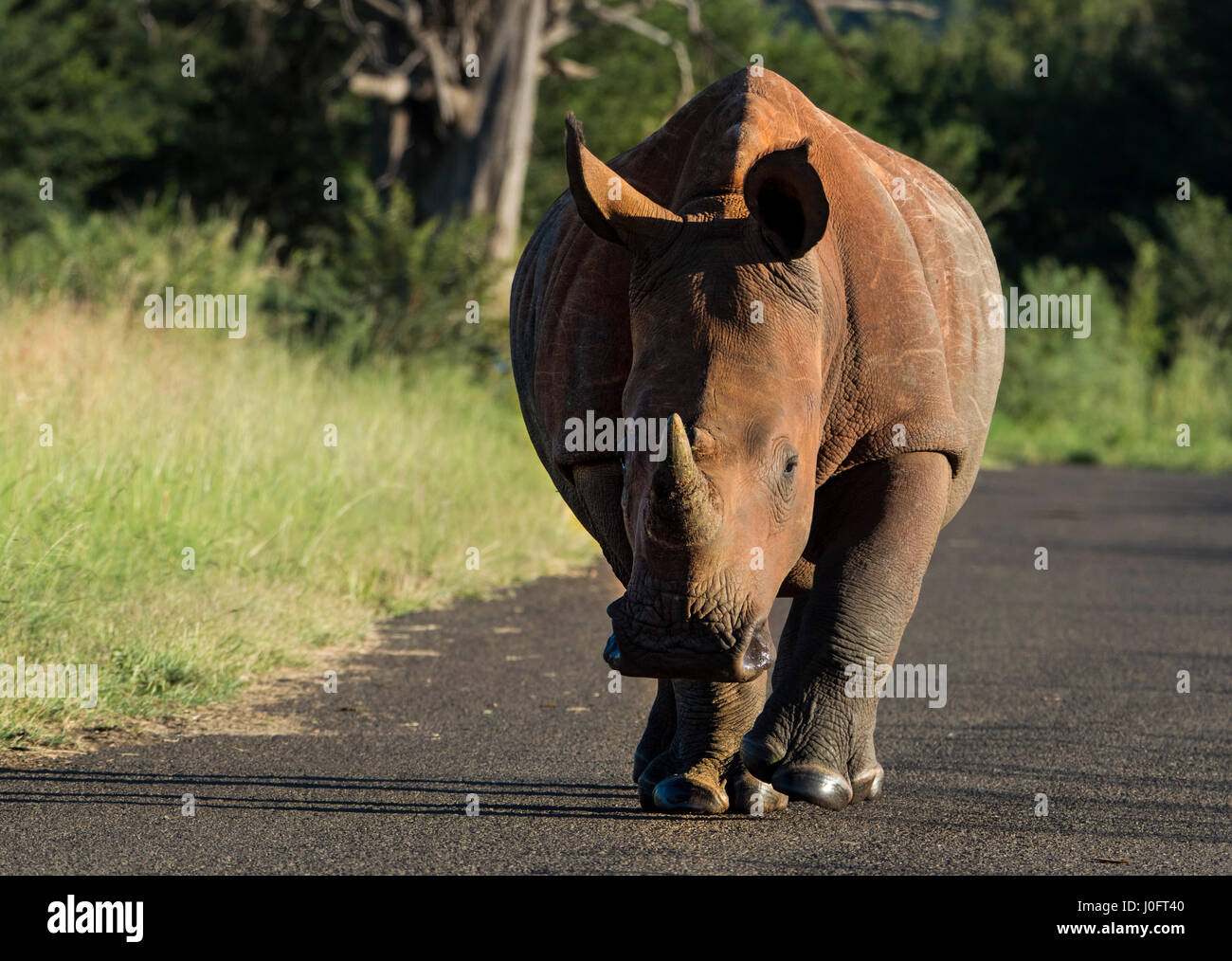 A young white rhino walking down the road, Pretoria, South Africa Stock ...
