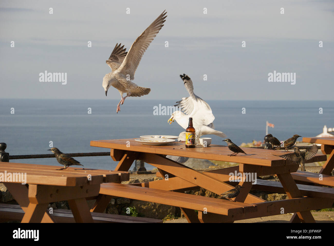 Birds eating scraps of food from an outdoor table at a cafe Stock Photo ...