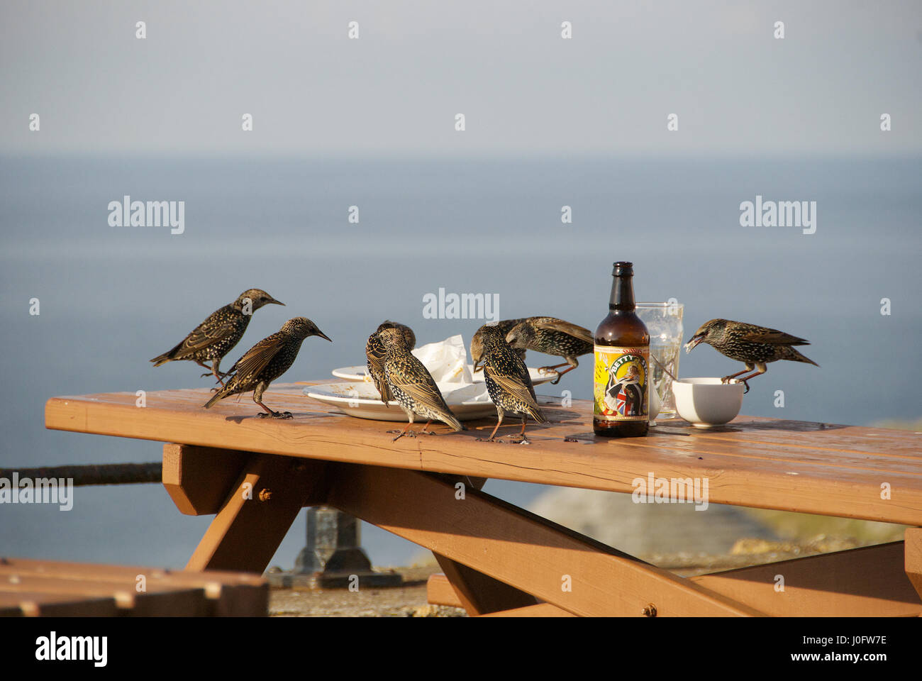 Birds eating scraps of food from an outdoor table at a cafe Stock Photo ...