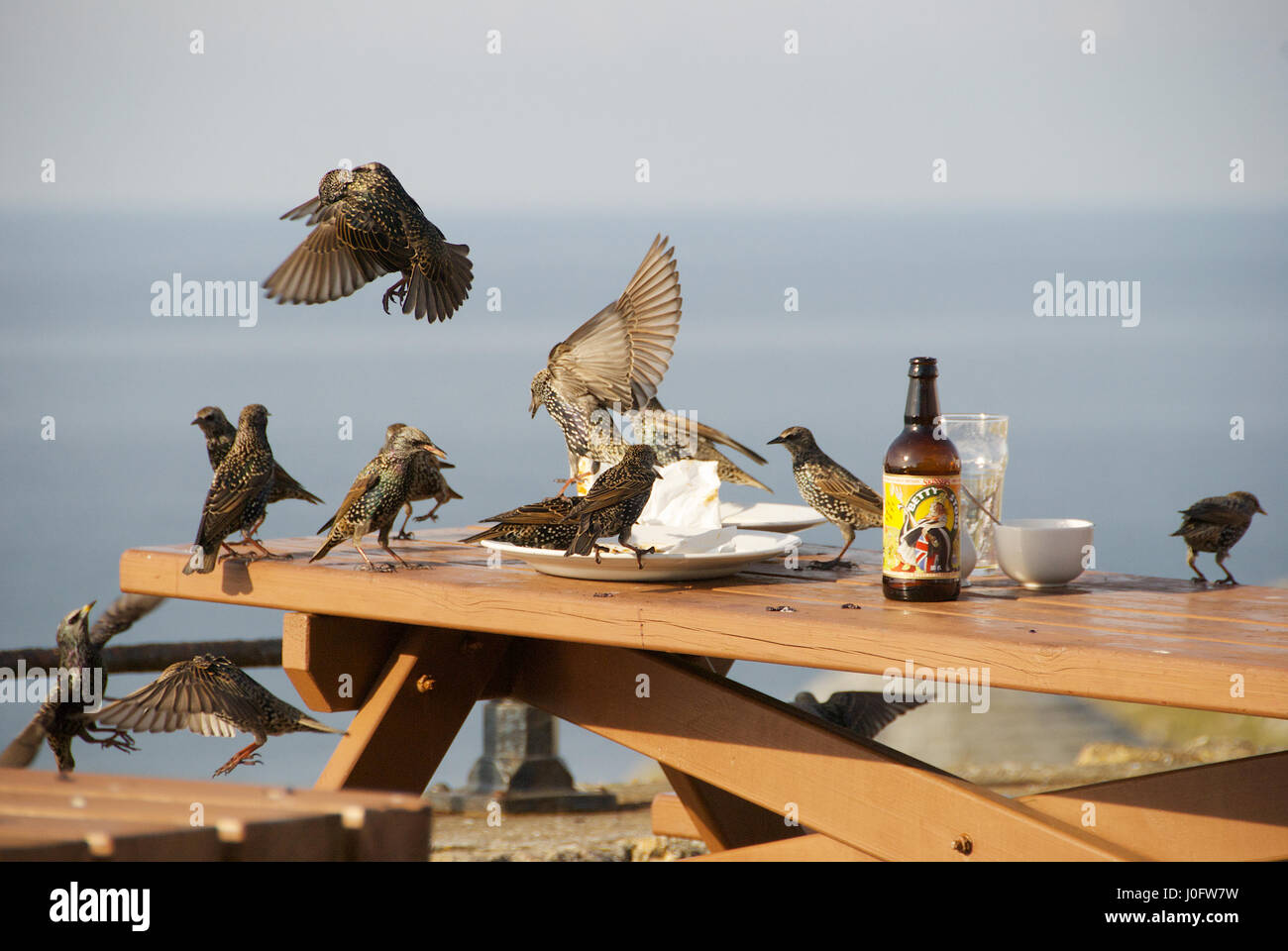 Birds eating scraps of food from an outdoor table at a cafe Stock Photo ...
