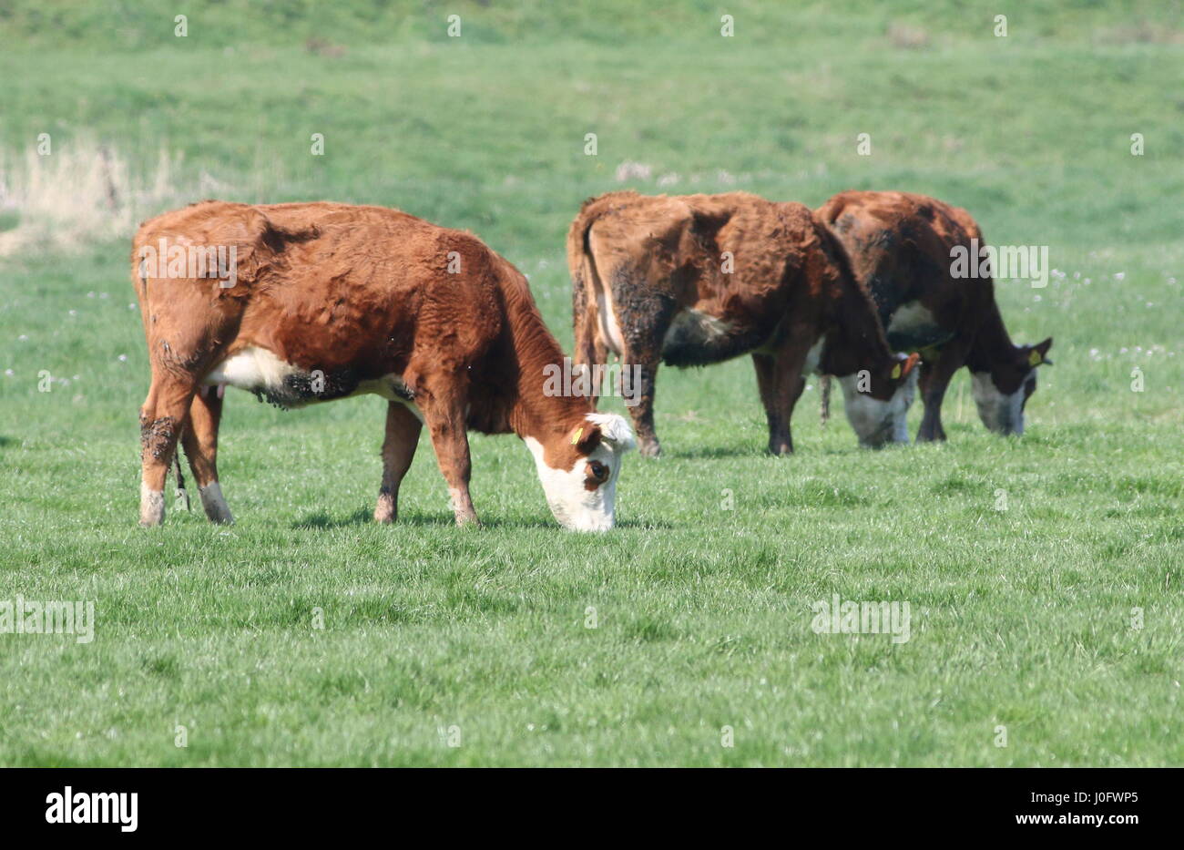 Traditional Blaarkop cattle ('Blister Head'), an old Dutch breed, found ...