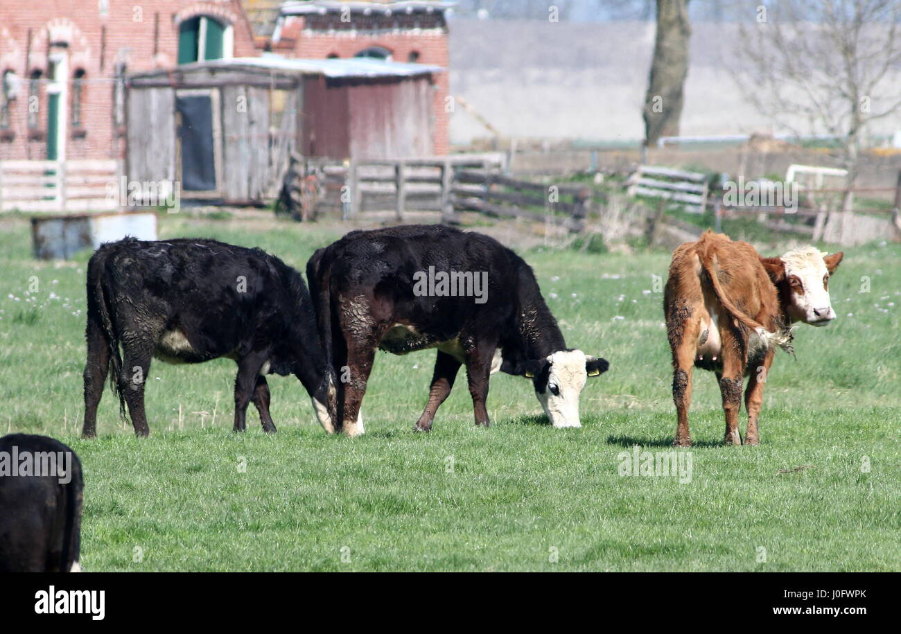 Old dutch cattle breed hi-res stock photography and images - Alamy