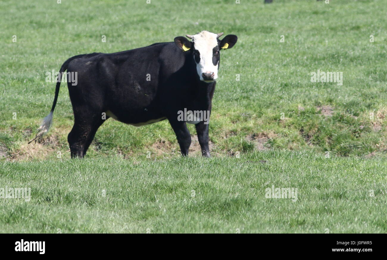 Old dutch cattle breed hi-res stock photography and images - Alamy