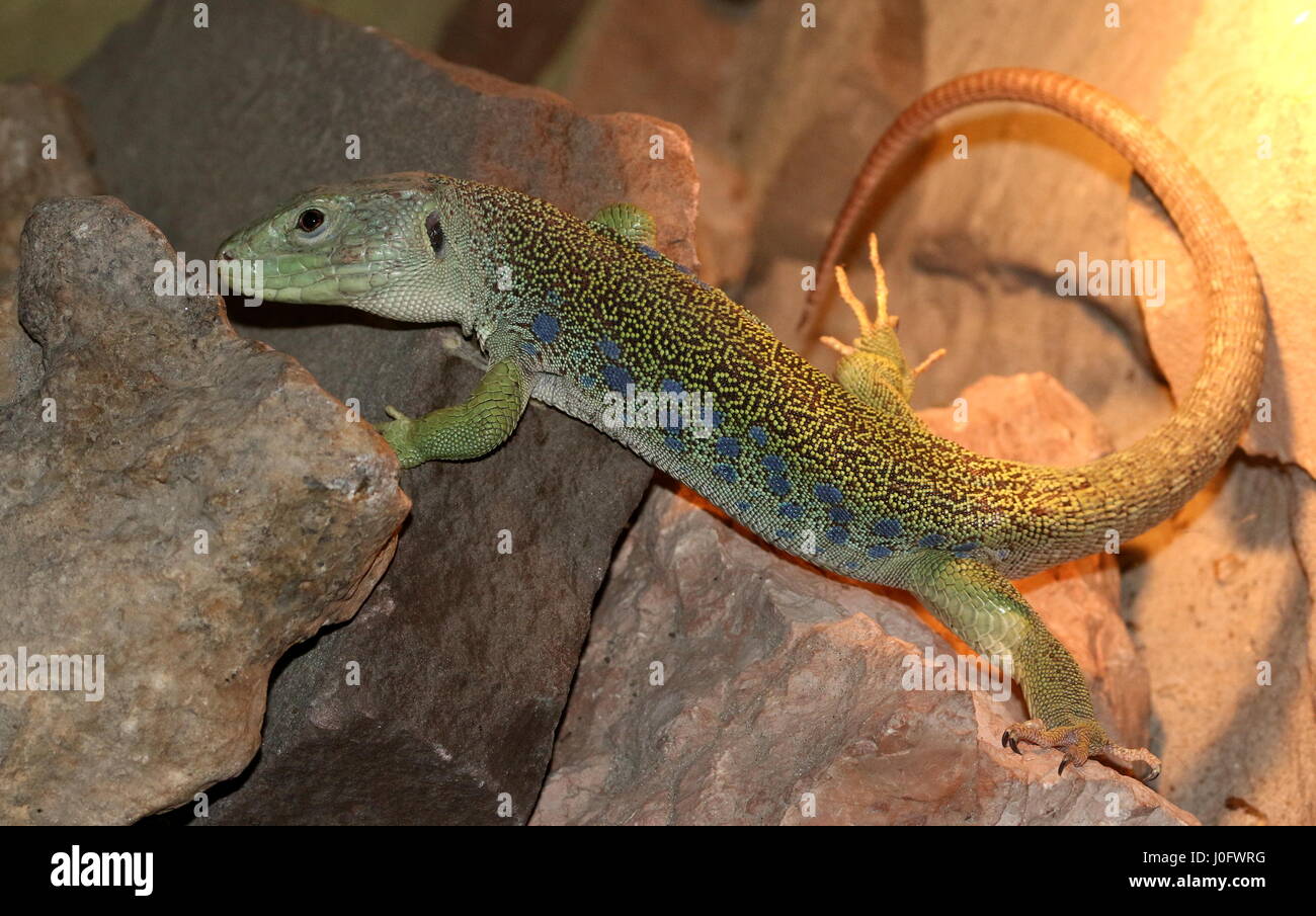 Iberian Ocellated lizard (Timon lepidus, Lacerta lepida), a.k.a ...
