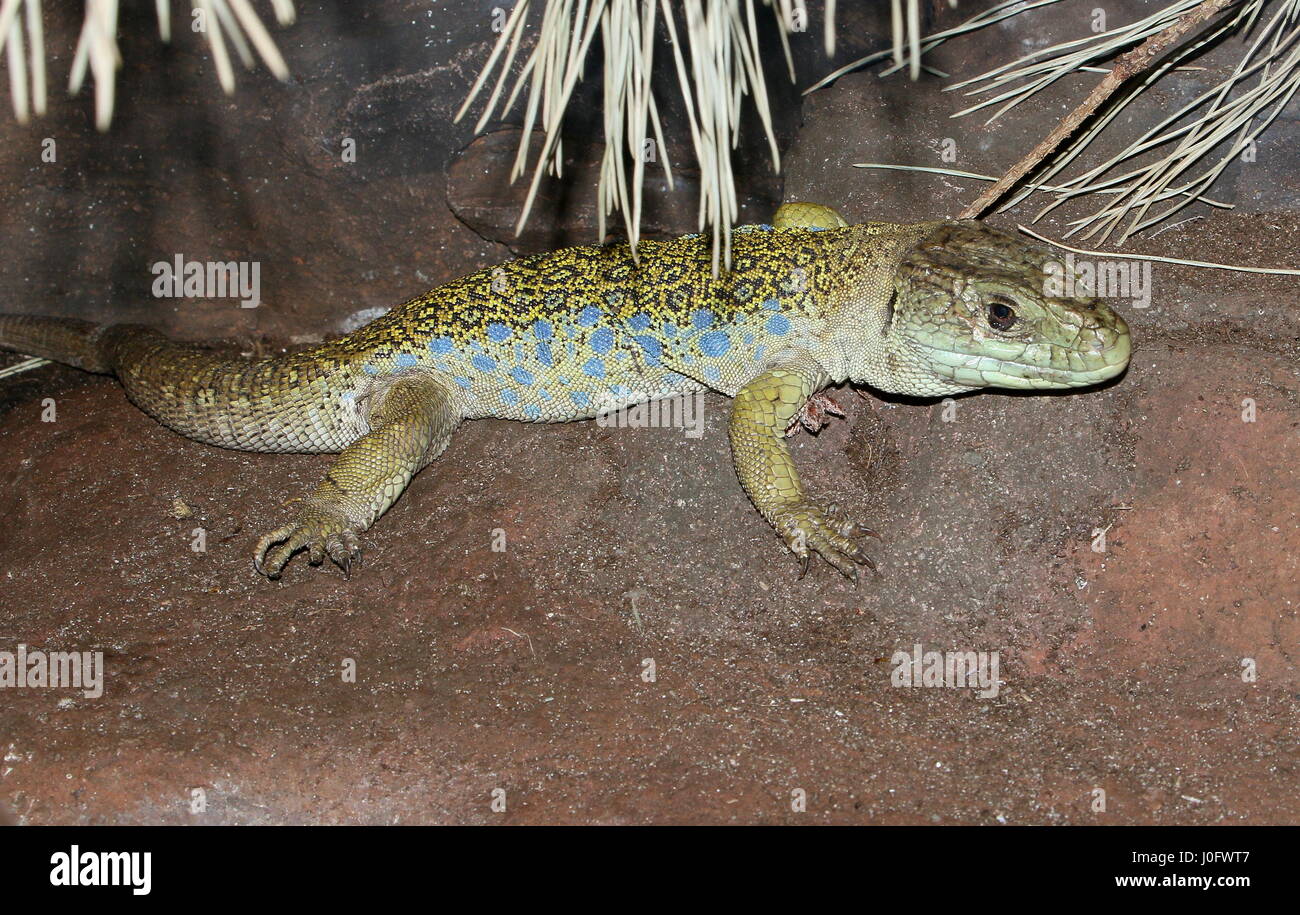 Jeweled Lacerta Articles