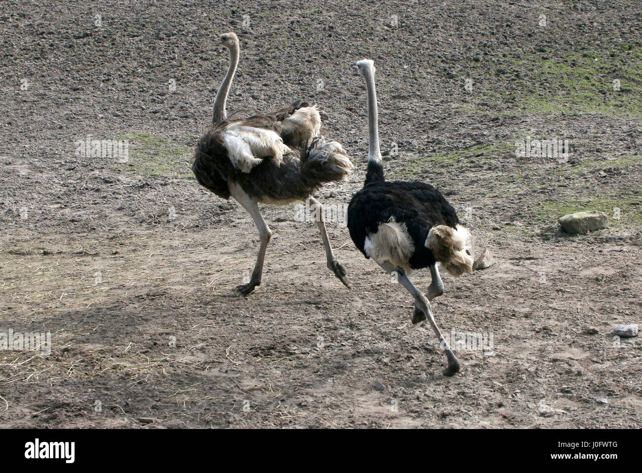 Male African Ostrich (Struthio camelus) in heat chasing a female Stock ...