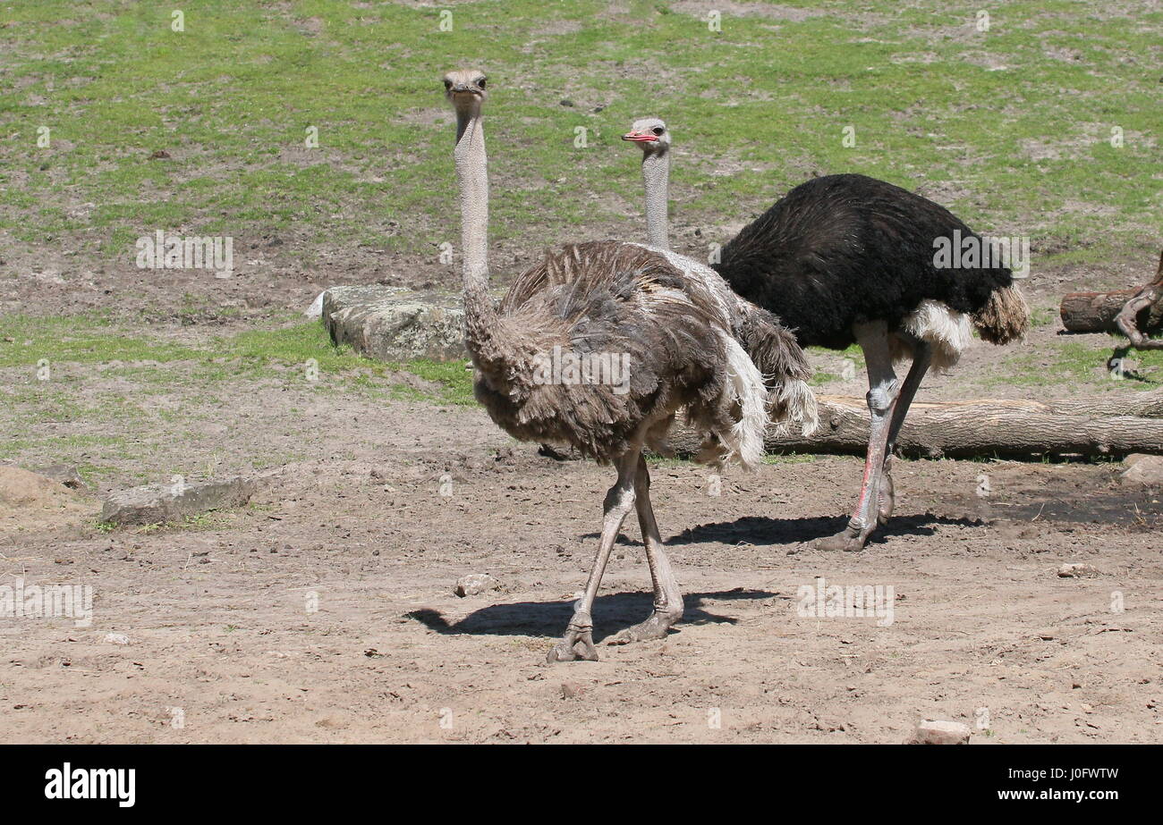 Male African Ostrich (Struthio camelus) in heat chasing a female Stock ...