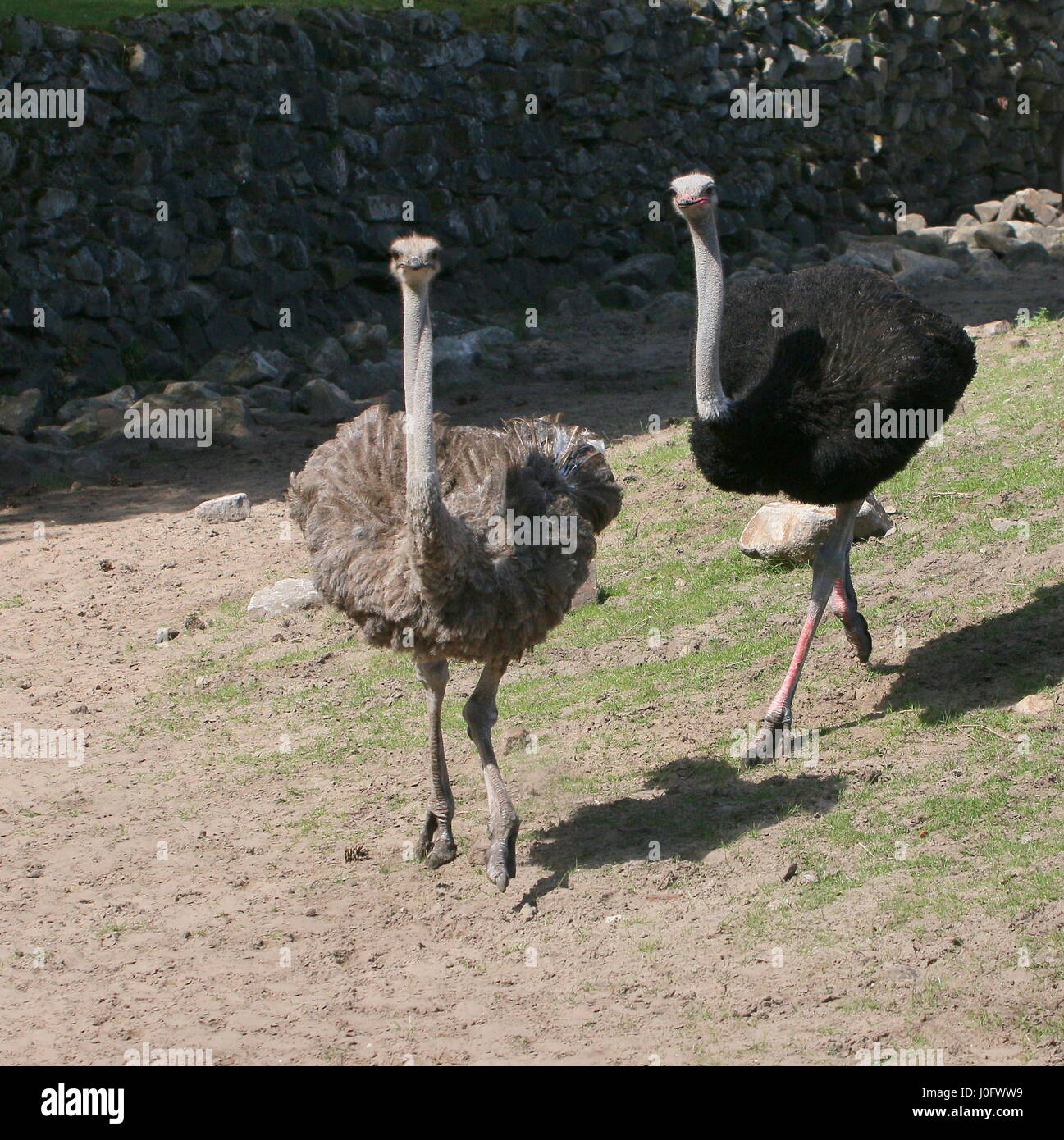 Male African Ostrich (Struthio camelus) in heat chasing a female Stock ...