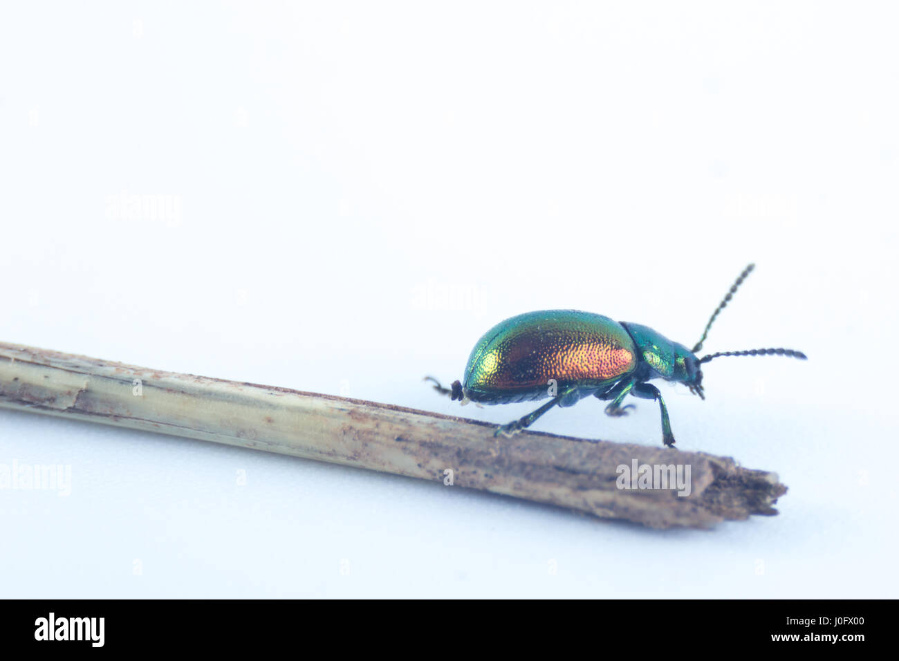 Caucasian green beetle with green red orange metallic color (Chrysolina ...