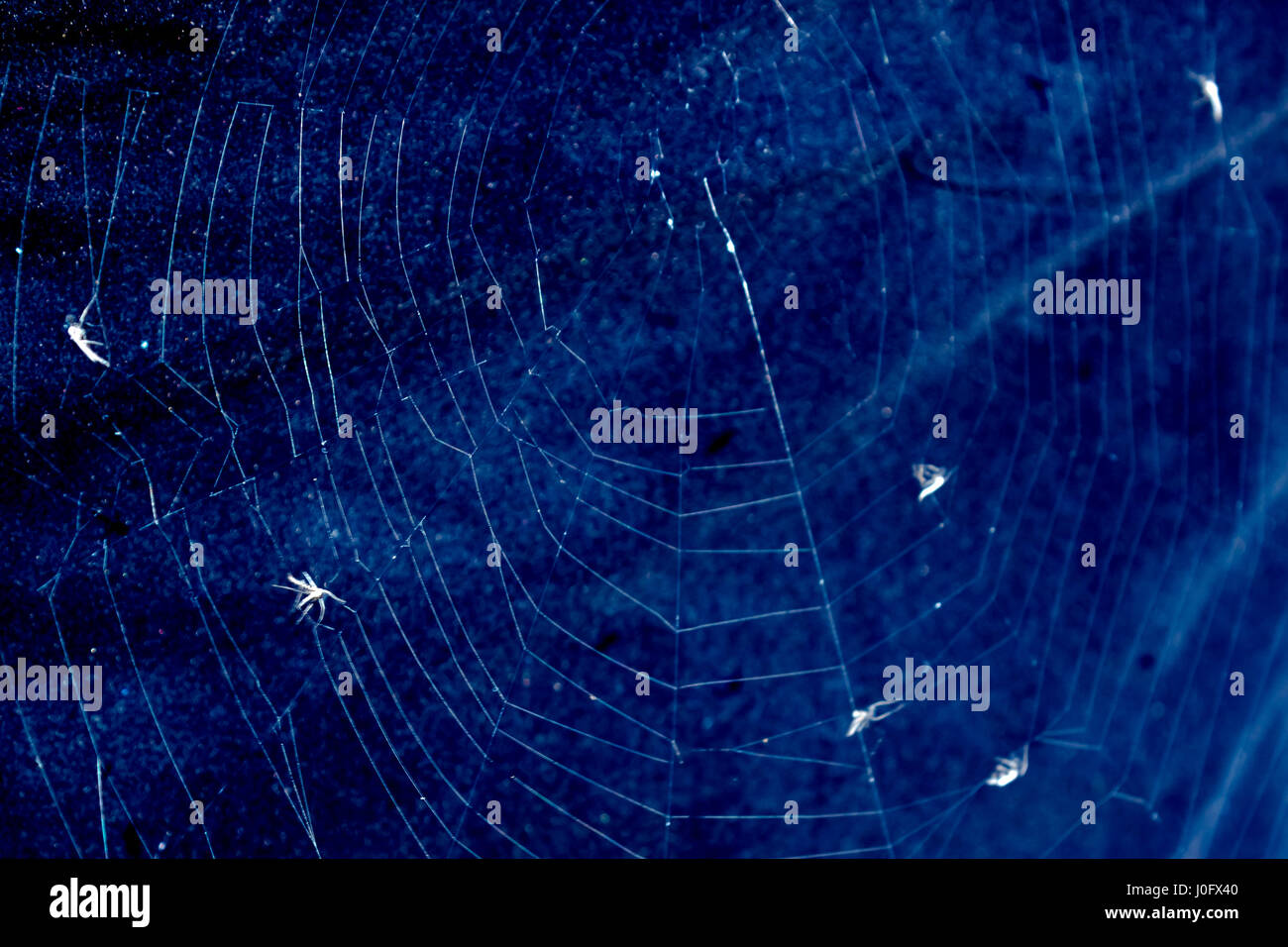 Spider's cobweb with flies in dark blue background Stock Photo - Alamy