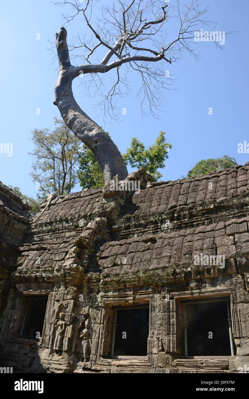 Trees and temple ruins at Ta Prohm, Angkor, Cambodia Stock Photo - Alamy