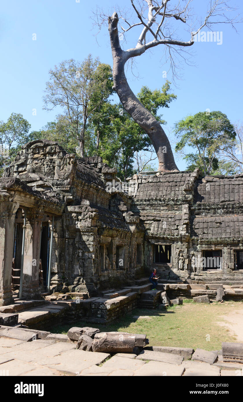 Trees and temple ruins at Ta Prohm, Angkor, Cambodia Stock Photo - Alamy