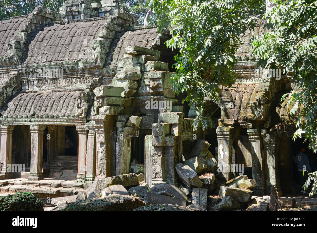 Trees and temple ruins at Ta Prohm, Angkor, Cambodia Stock Photo - Alamy