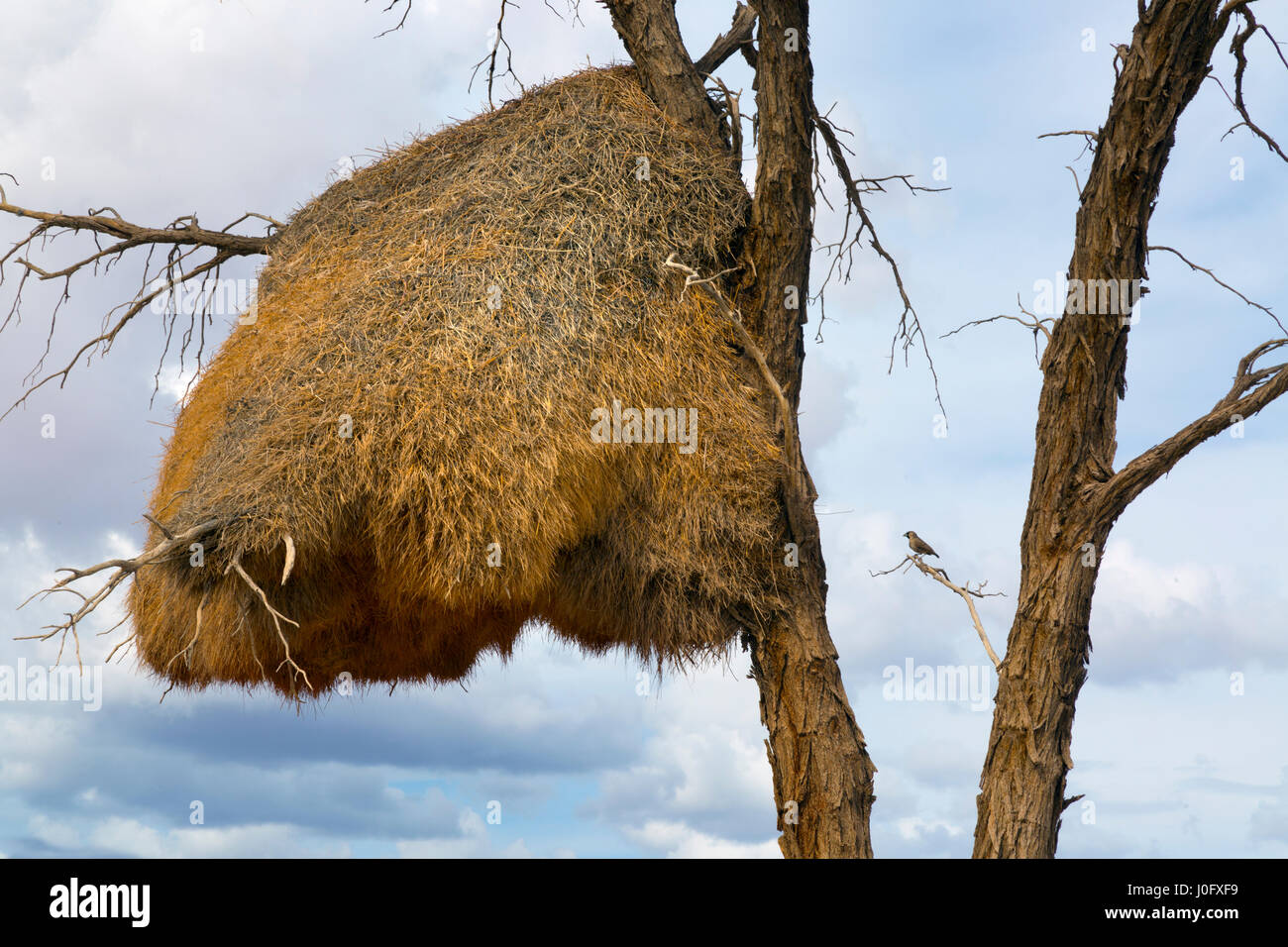 Sociable weaver birds nest hi-res stock photography and images - Alamy