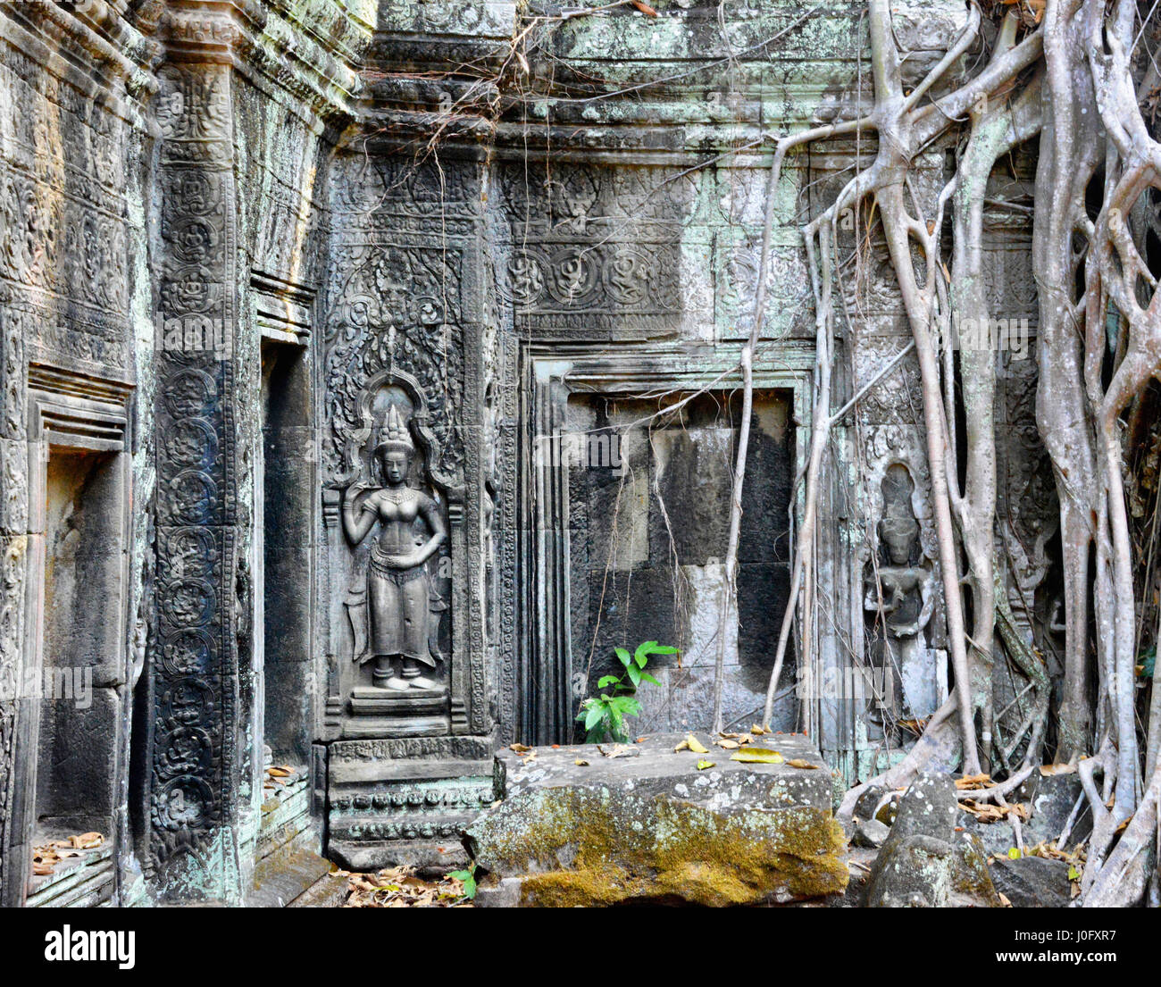 Trees and temple ruins at Ta Prohm, Angkor, Cambodia Stock Photo - Alamy