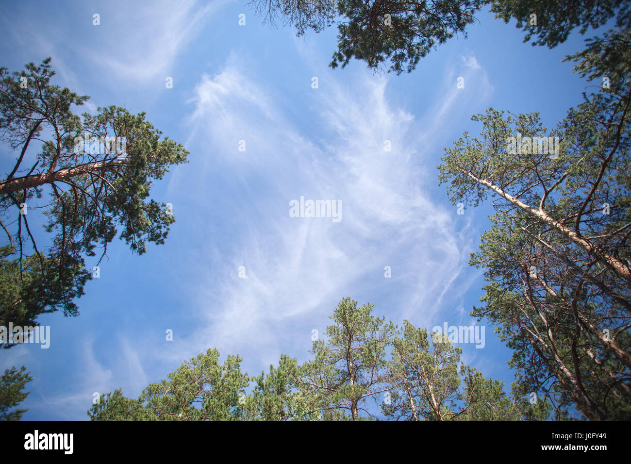 Forest and big trees Stock Photo - Alamy