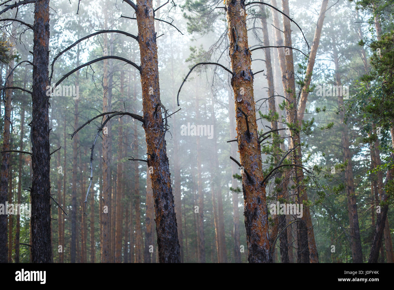 Smoke in the forest Stock Photo - Alamy