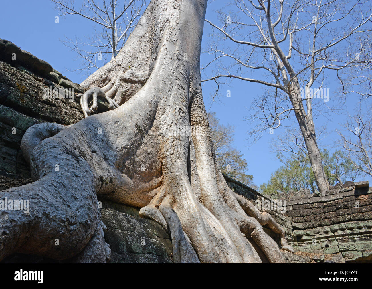 Trees and temple ruins at Ta Prohm, Angkor, Cambodia Stock Photo - Alamy