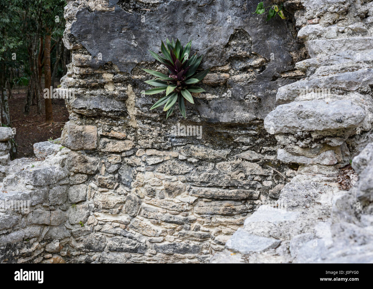 ancient stone architecture relics at Coba Mayan Ruins, Mexico Stock ...