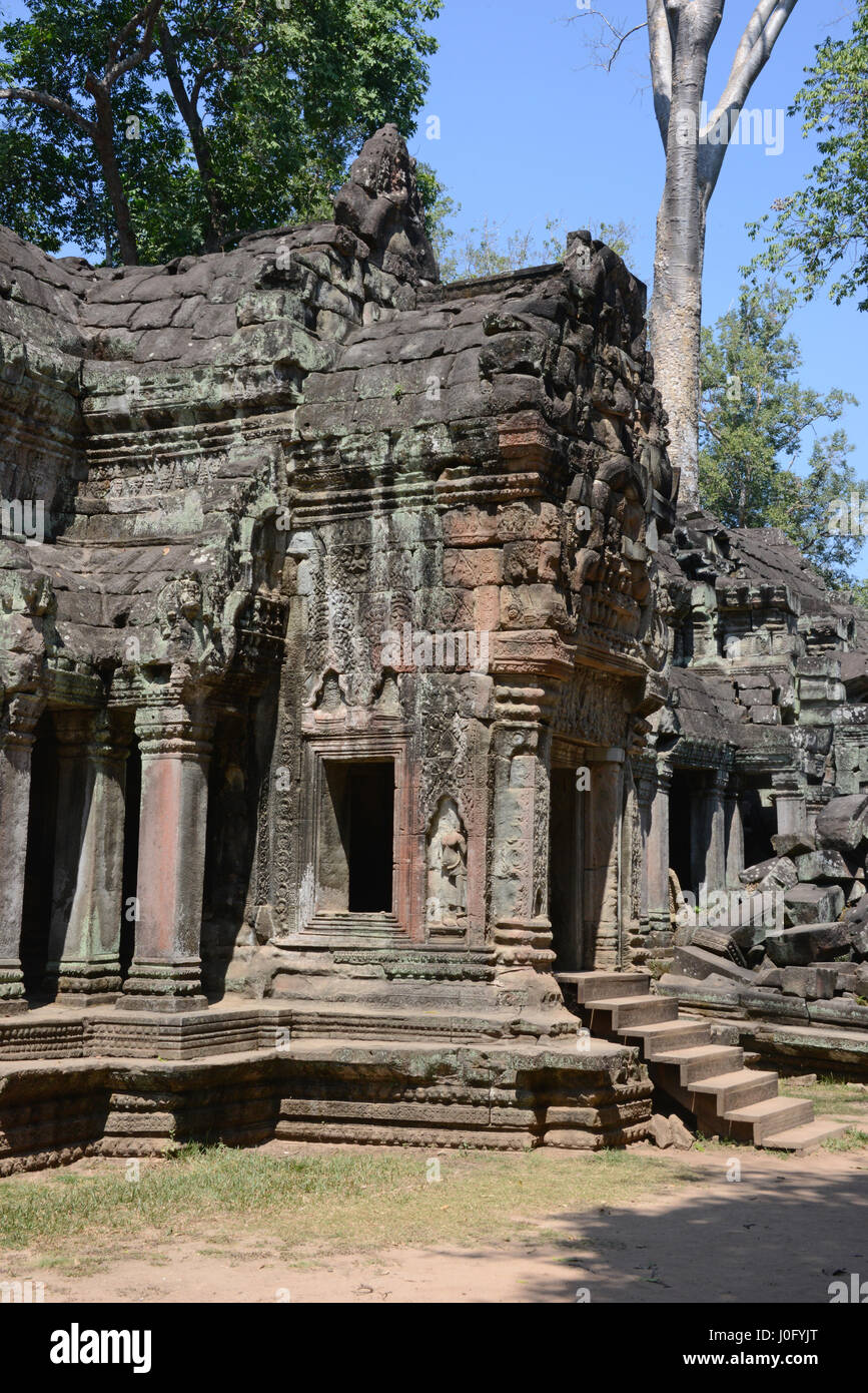 Trees and temple ruins at Ta Prohm, Angkor, Cambodia Stock Photo - Alamy