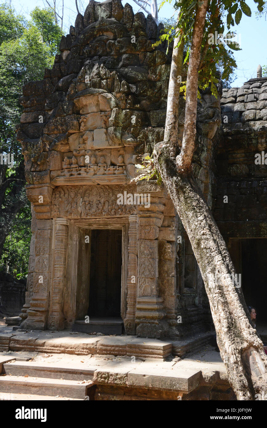 Trees and temple ruins at Ta Prohm, Angkor, Cambodia Stock Photo - Alamy
