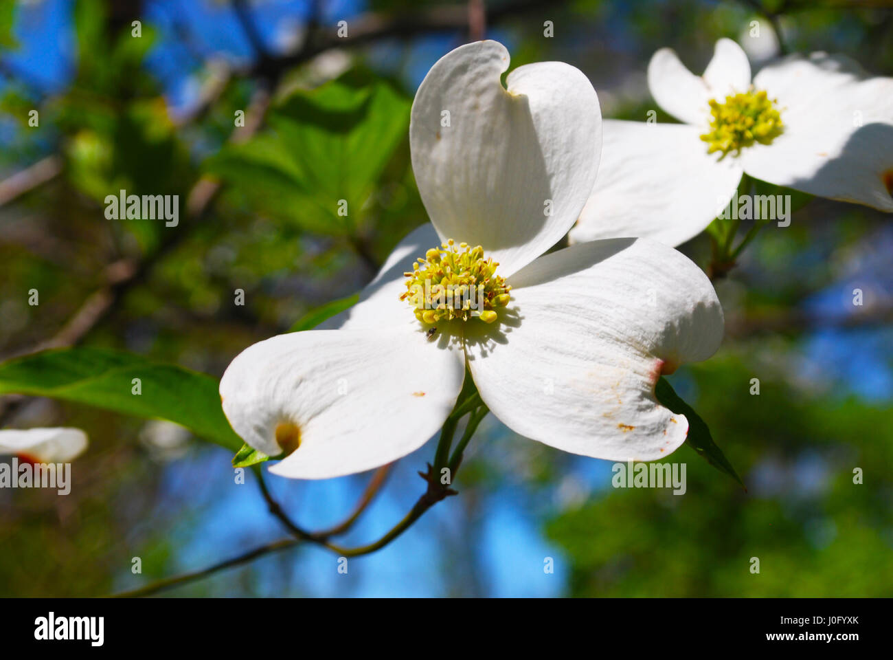 White dogwood tree hi-res stock photography and images - Alamy