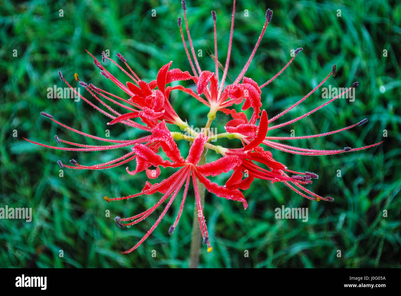 Surprise lily hi-res stock photography and images - Alamy