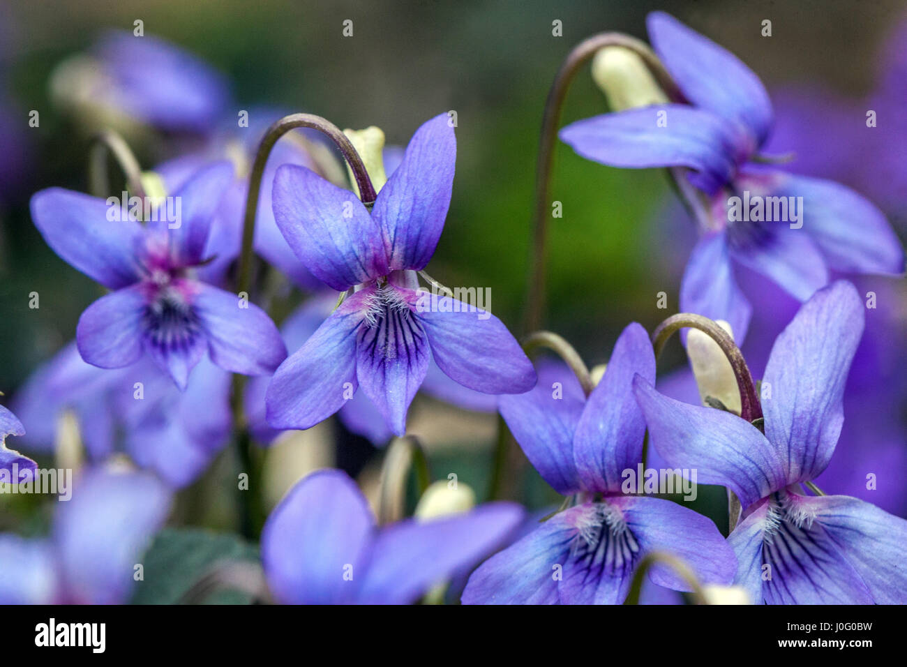 Blue violas flowers hi-res stock photography and images - Alamy
