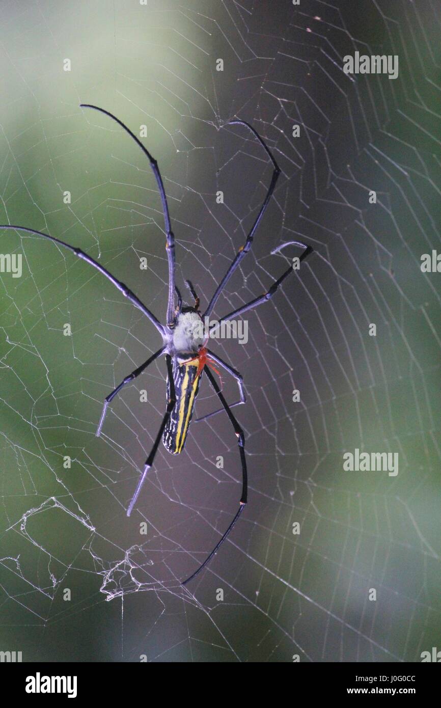 Spider- 4 a big spider in its web Stock Photo - Alamy