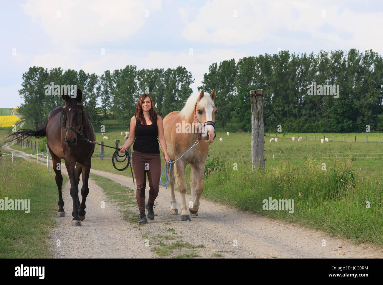 Young woman walking with two horses, stallion of Haflinger and mare of ...