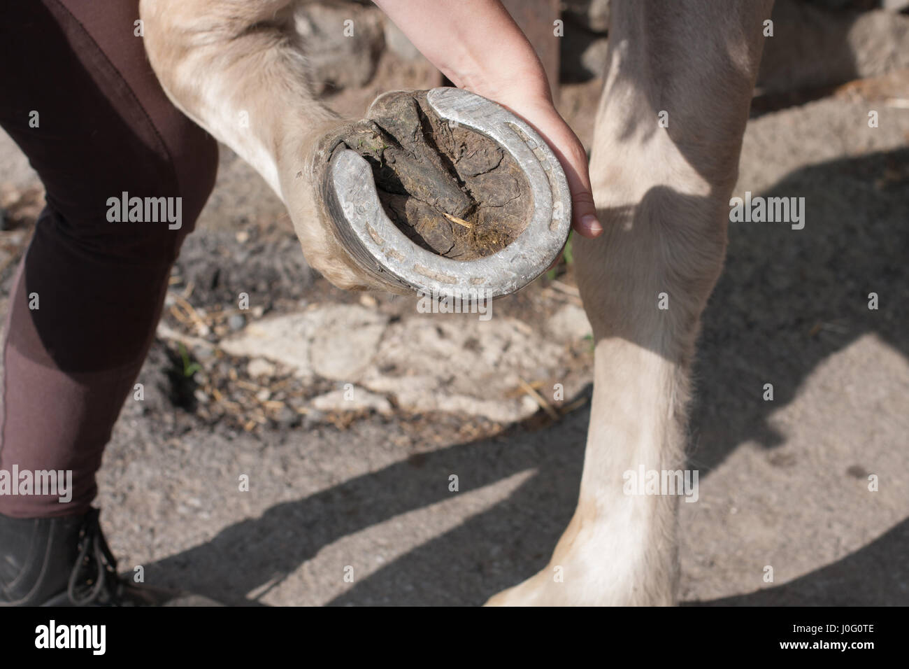 Horse Woman Haflinger High Resolution Stock Photography and Images - Alamy