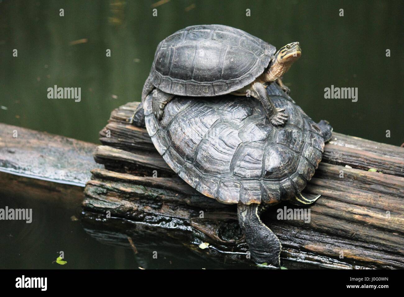 Turtles, free ride A small turtle gets a ride at the back of a bigger ...