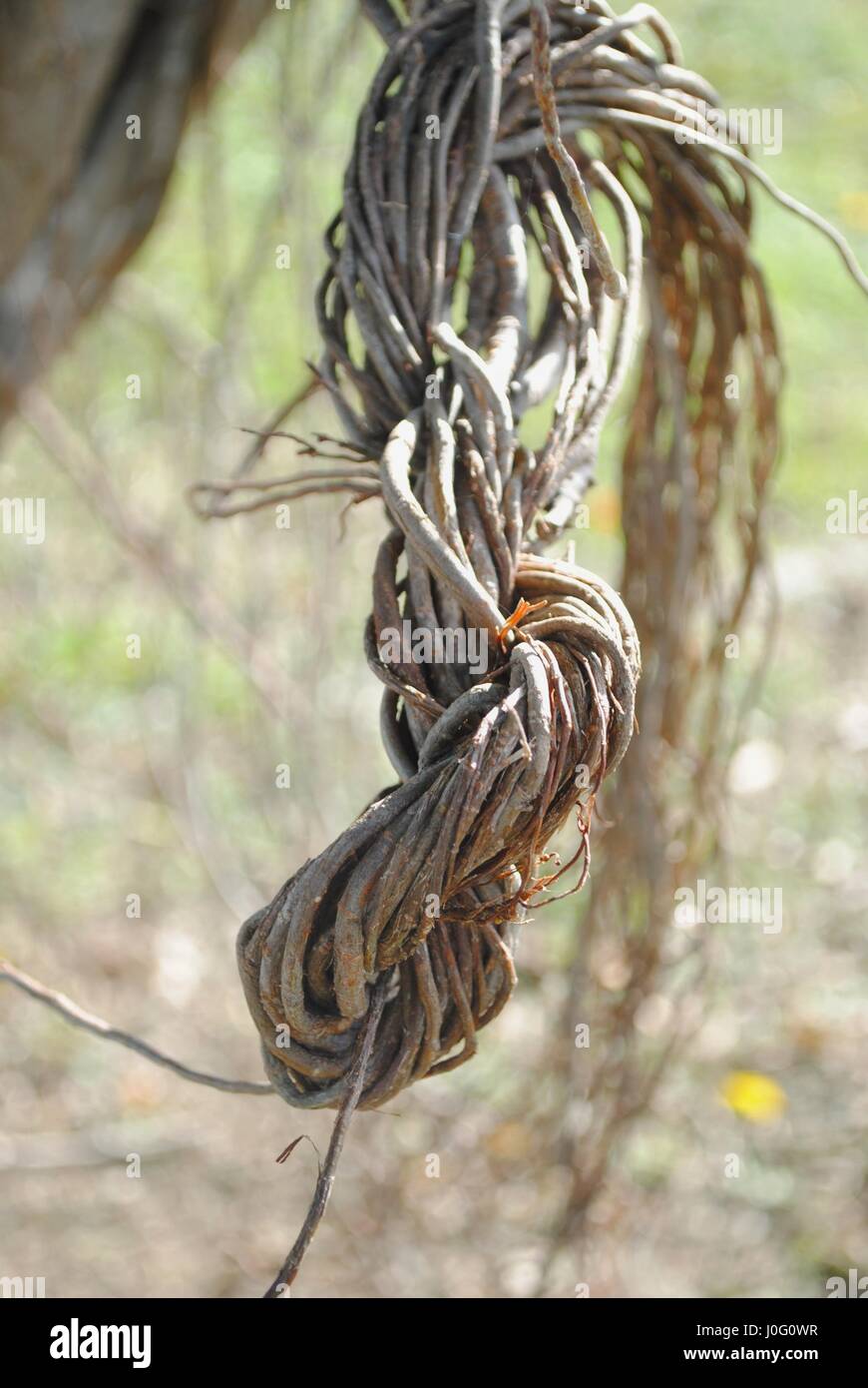 Twisted tangled vines hi-res stock photography and images - Alamy