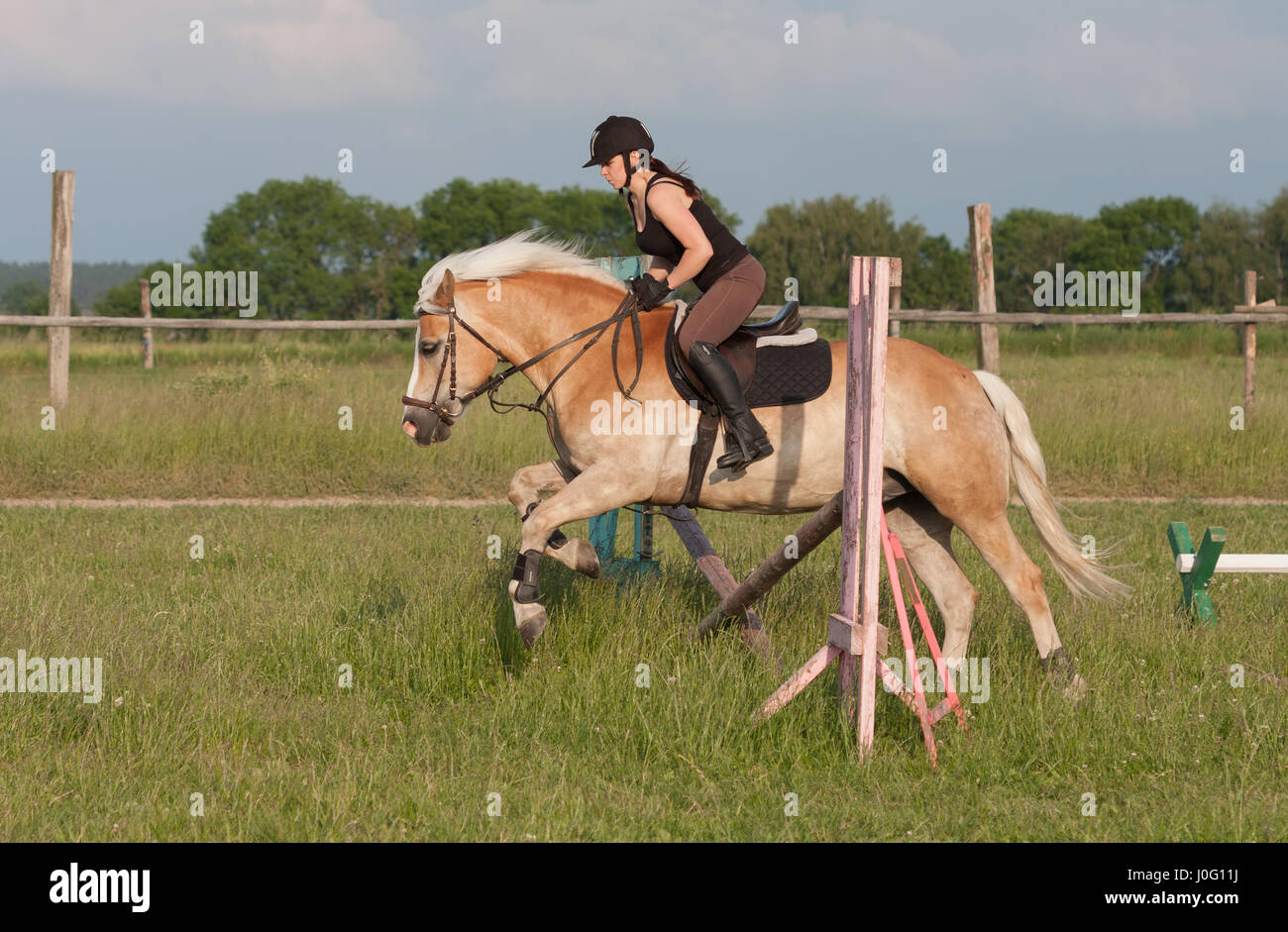 A young woman jumping over hurdle on a horse, horse breed Haflinger ...
