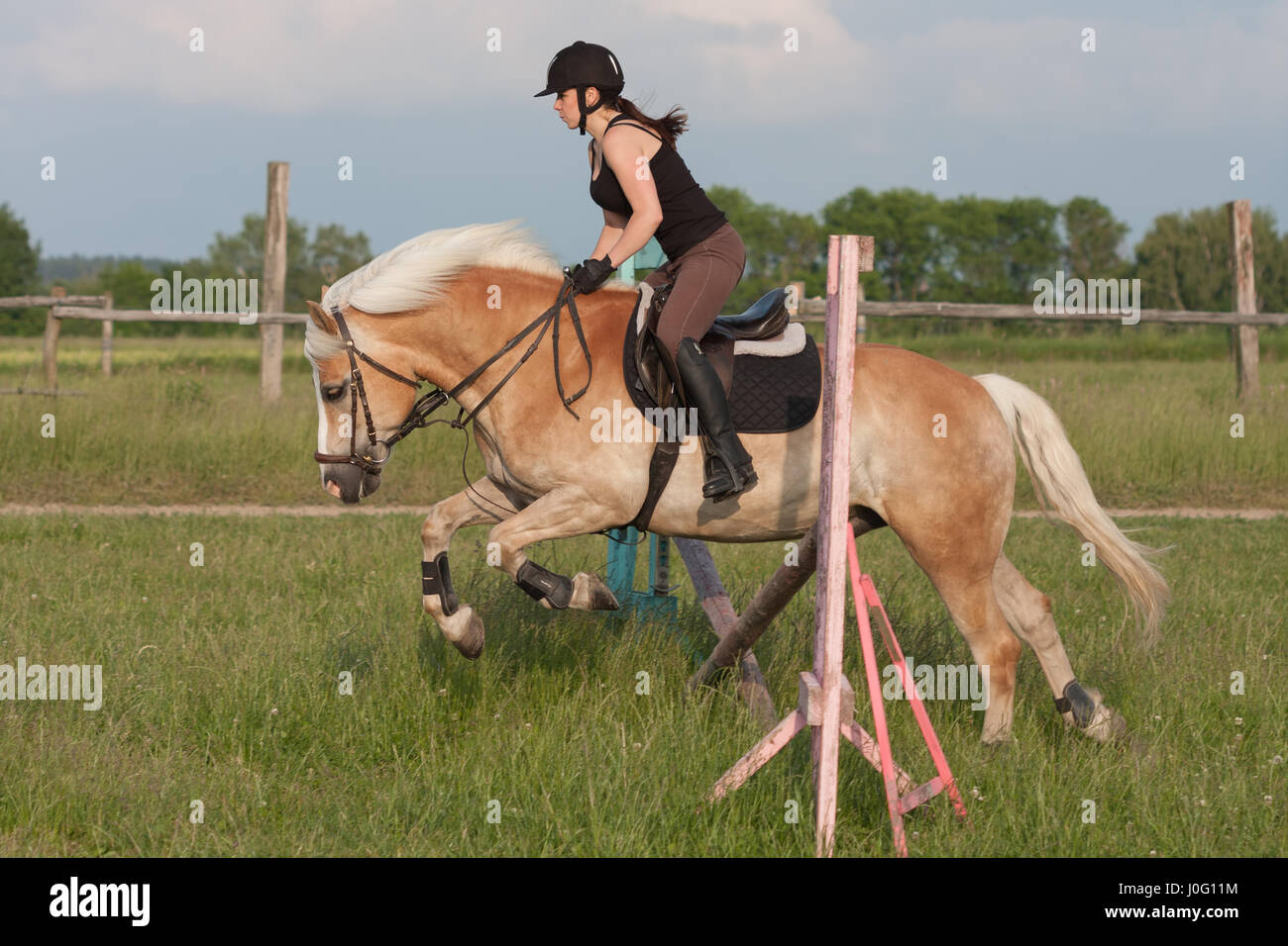 A young woman jumping over hurdle on a horse, horse breed Haflinger ...