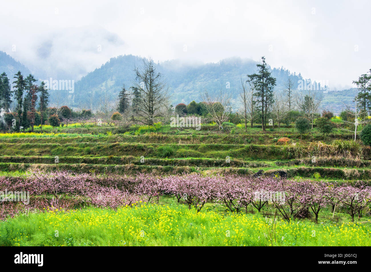 Colorful countryside scenery in spring Stock Photo - Alamy