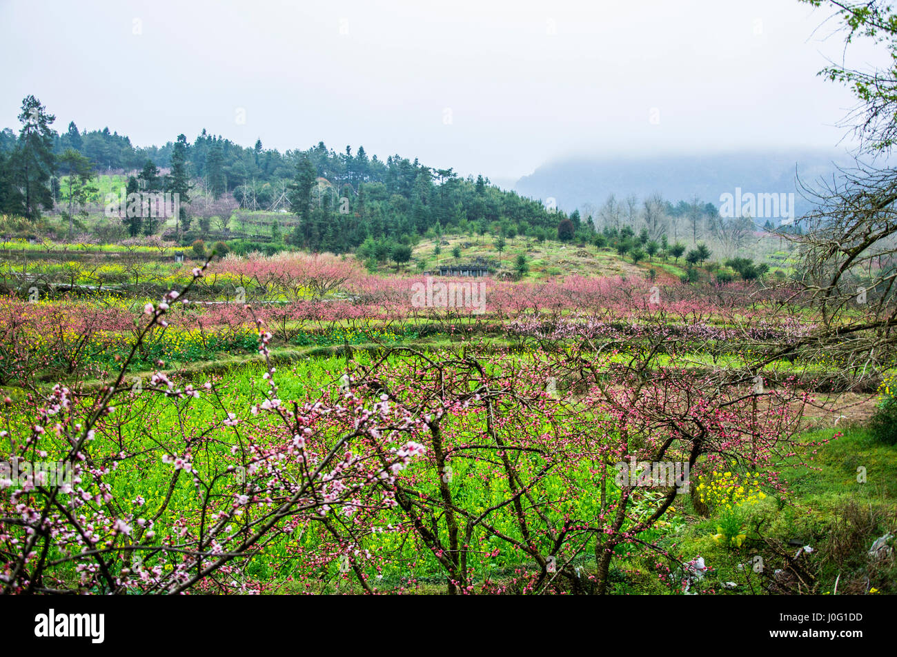 Colorful countryside scenery in spring Stock Photo - Alamy