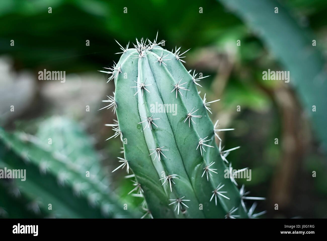 Cactus Plant in the forest of Saurastra Stock Photo - Alamy