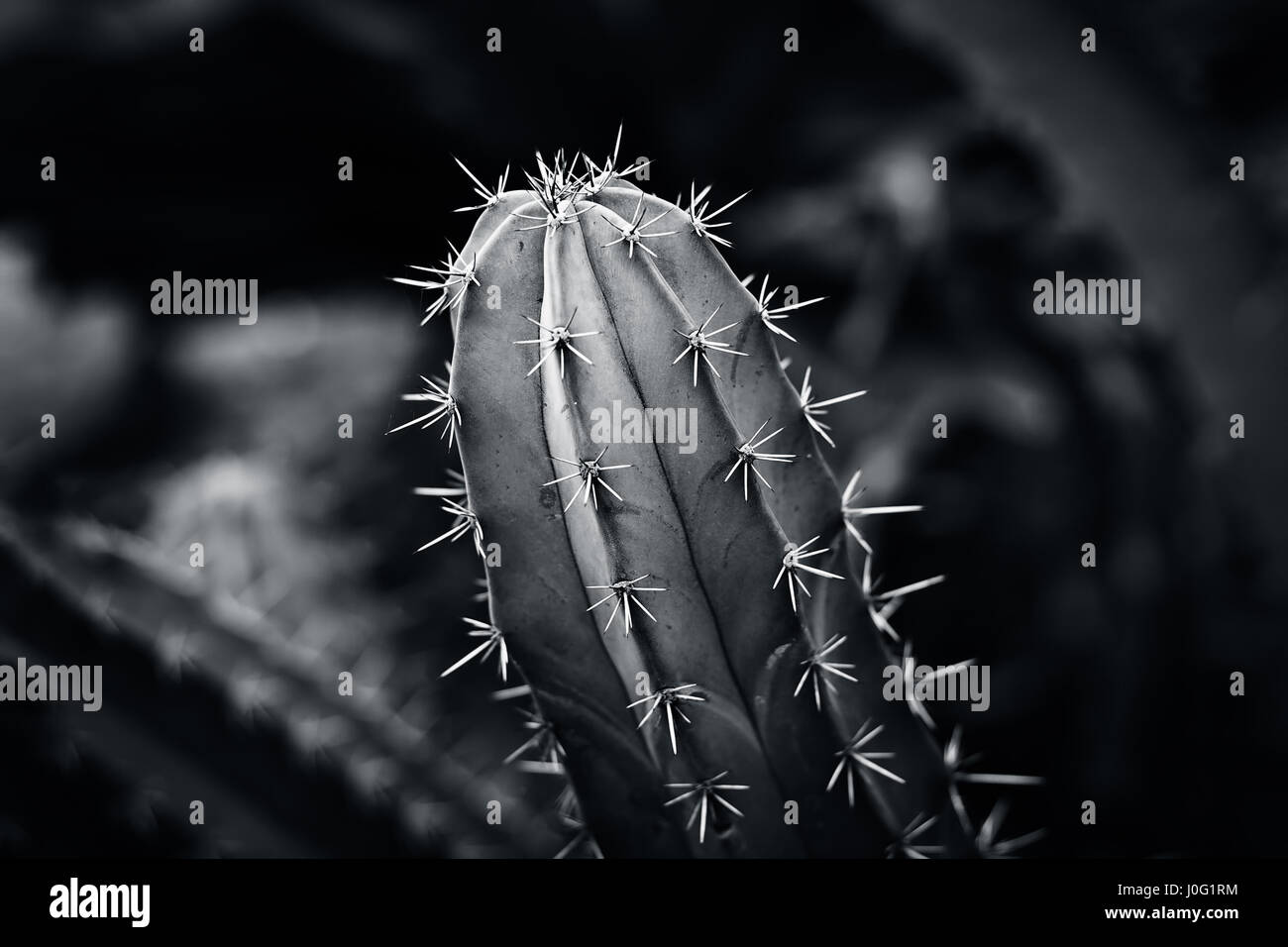 Saurastra hi-res stock photography and images - Alamy