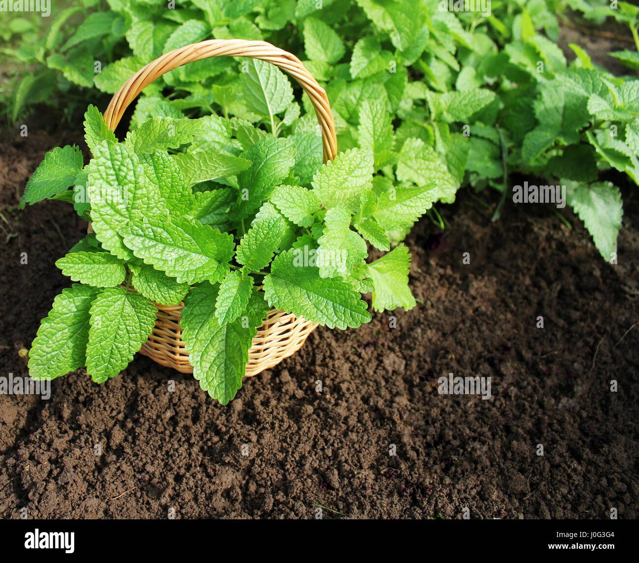 Fresh mint in basket. Mint growing in garden Stock Photo - Alamy
