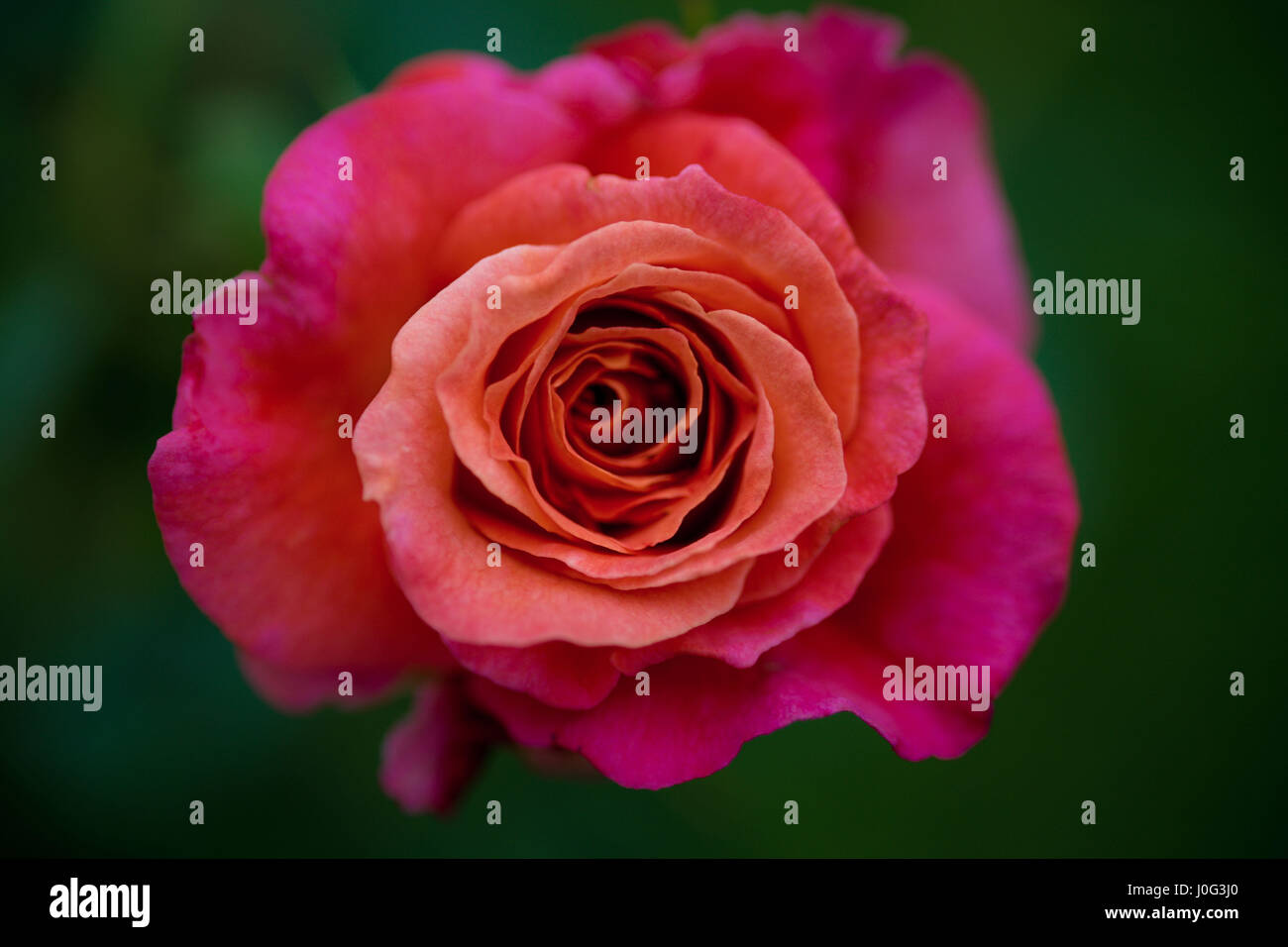 Deep pink and light pink colors hi-res stock photography and images - Alamy