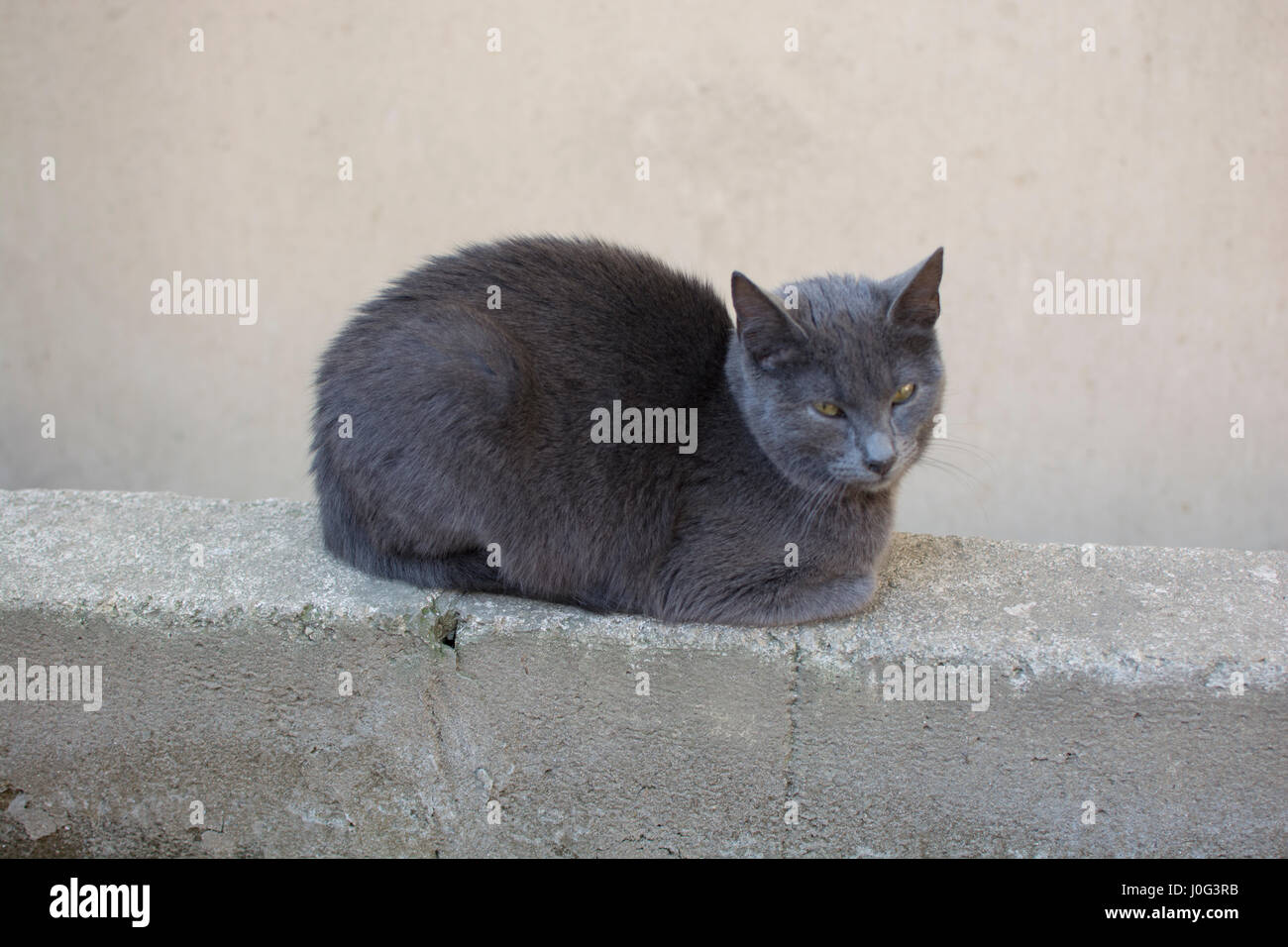 alley Cat. Smoke color. What's he watching Stock Photo - Alamy