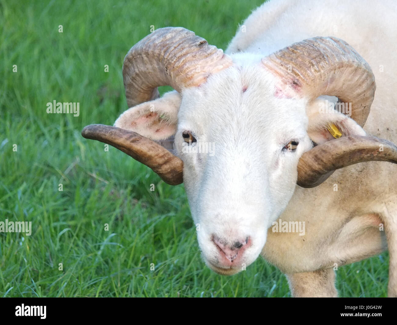 Big horn sheep face hi-res stock photography and images - Alamy