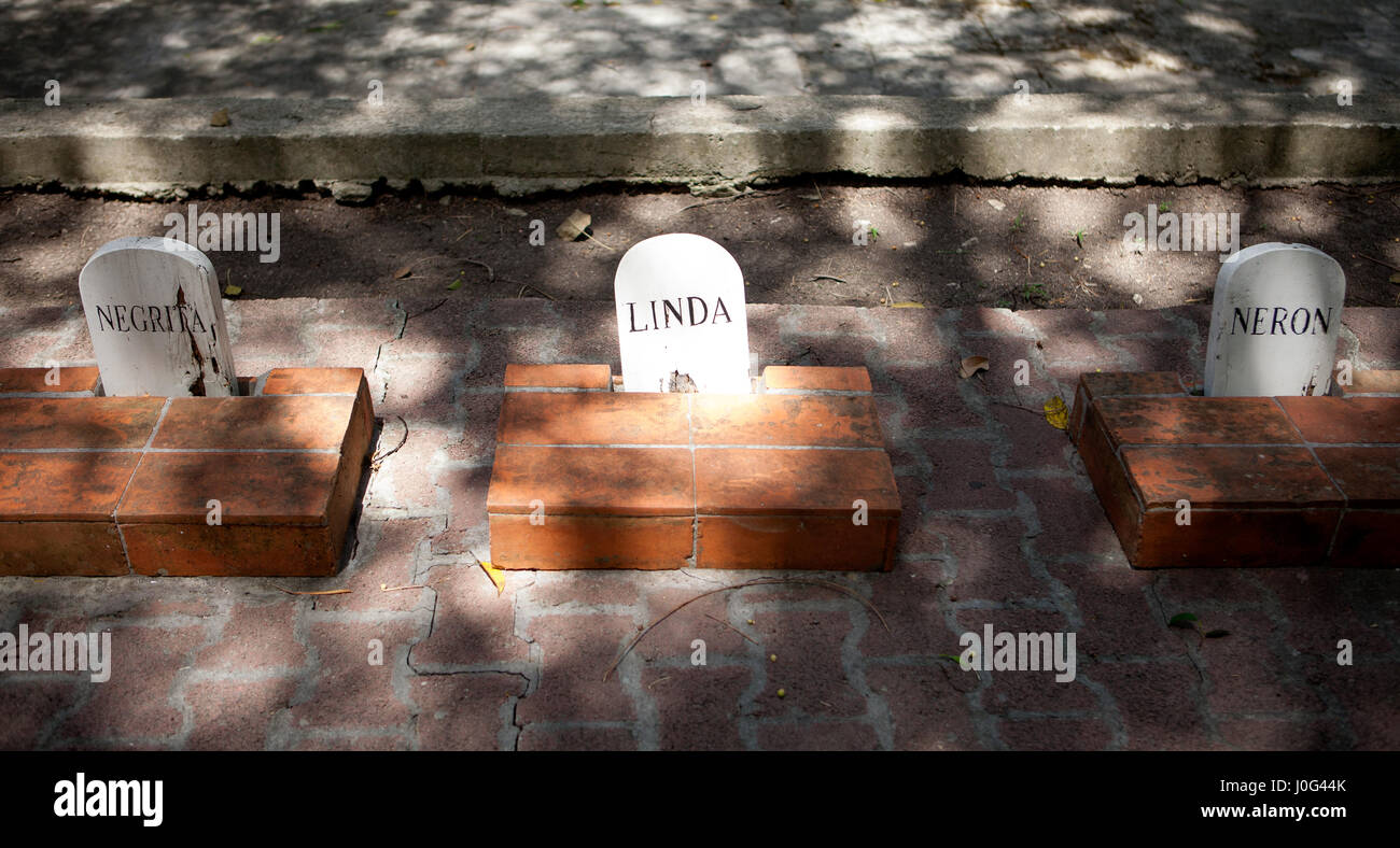 Cat Graves, Hemingway House, Havana, Cuba Stock Photo - Alamy